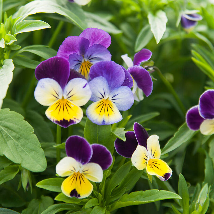 Viola - Edible Flower – seedwyze